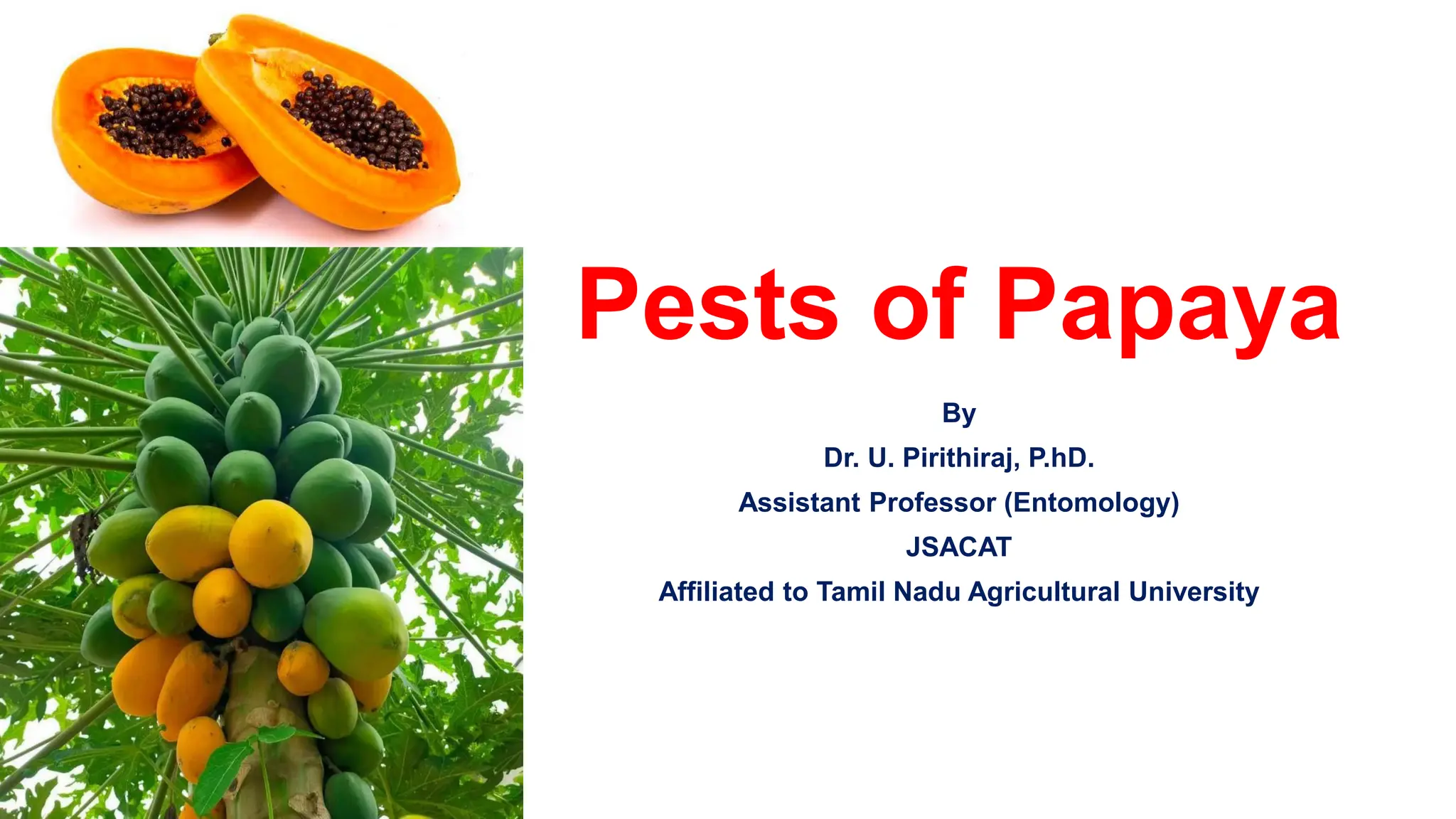 Pests of Papaya_Identification_IPM_Dr.UPR.pdf