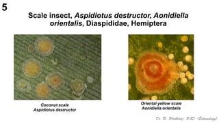 Pests of Papaya_Identification_IPM_Dr.UPR.pdf