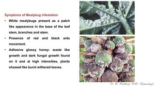 Pests of Papaya_Identification_IPM_Dr.UPR.pdf