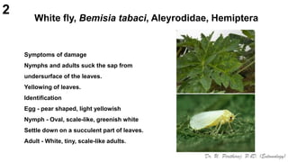 Pests of Papaya_Identification_IPM_Dr.UPR.pdf