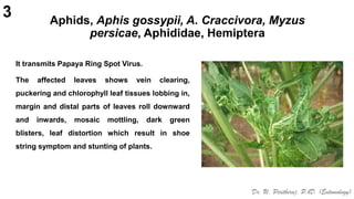 Pests of Papaya_Identification_IPM_Dr.UPR.pdf