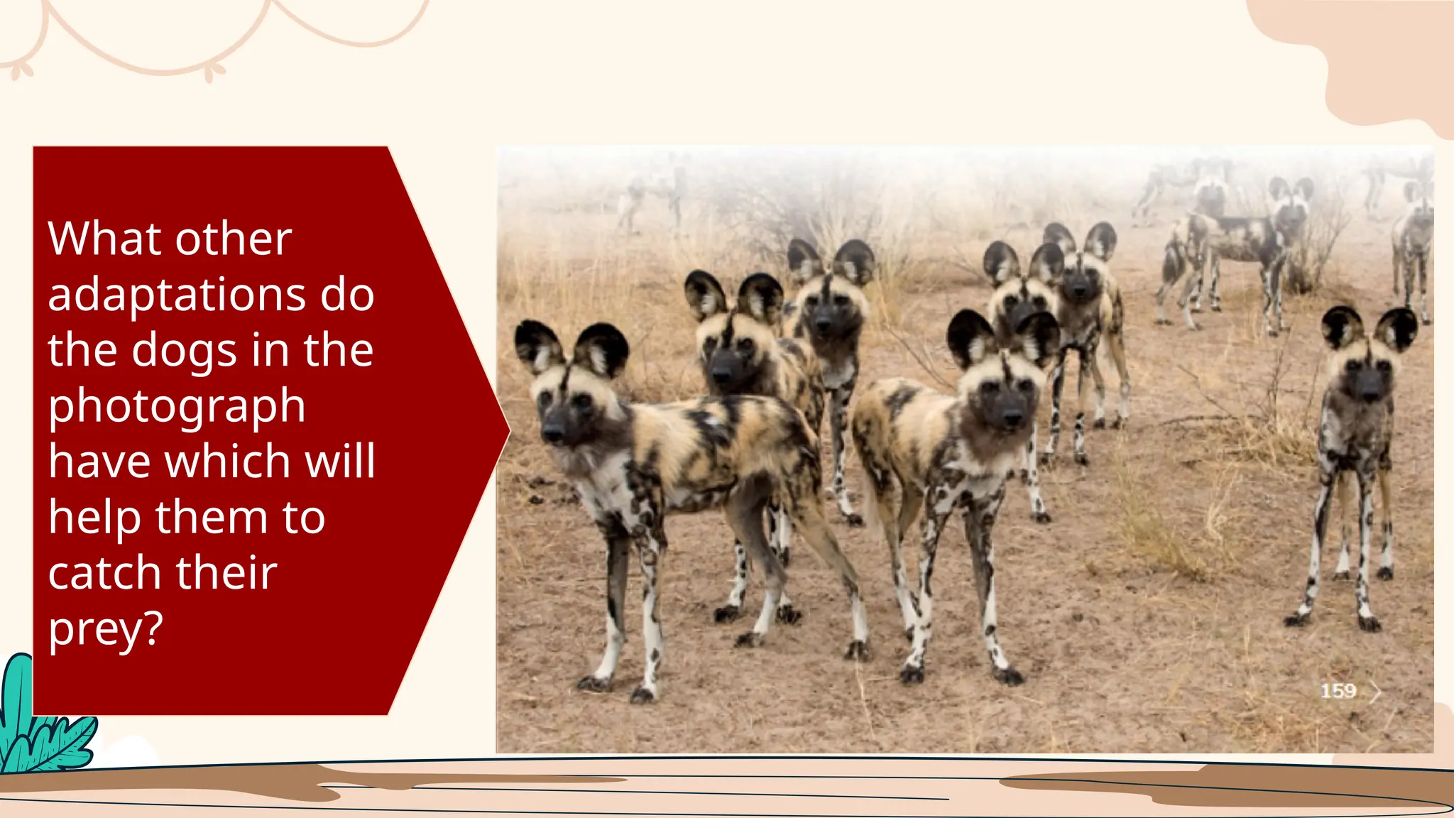 6.4 Adaptations of predators and prey.pptx