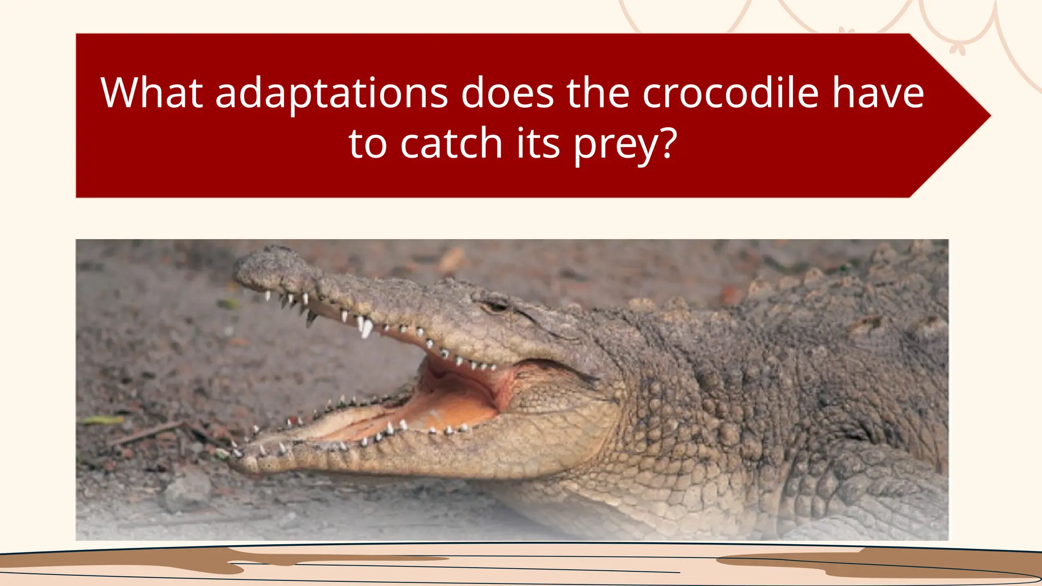 6.4 Adaptations of predators and prey.pptx