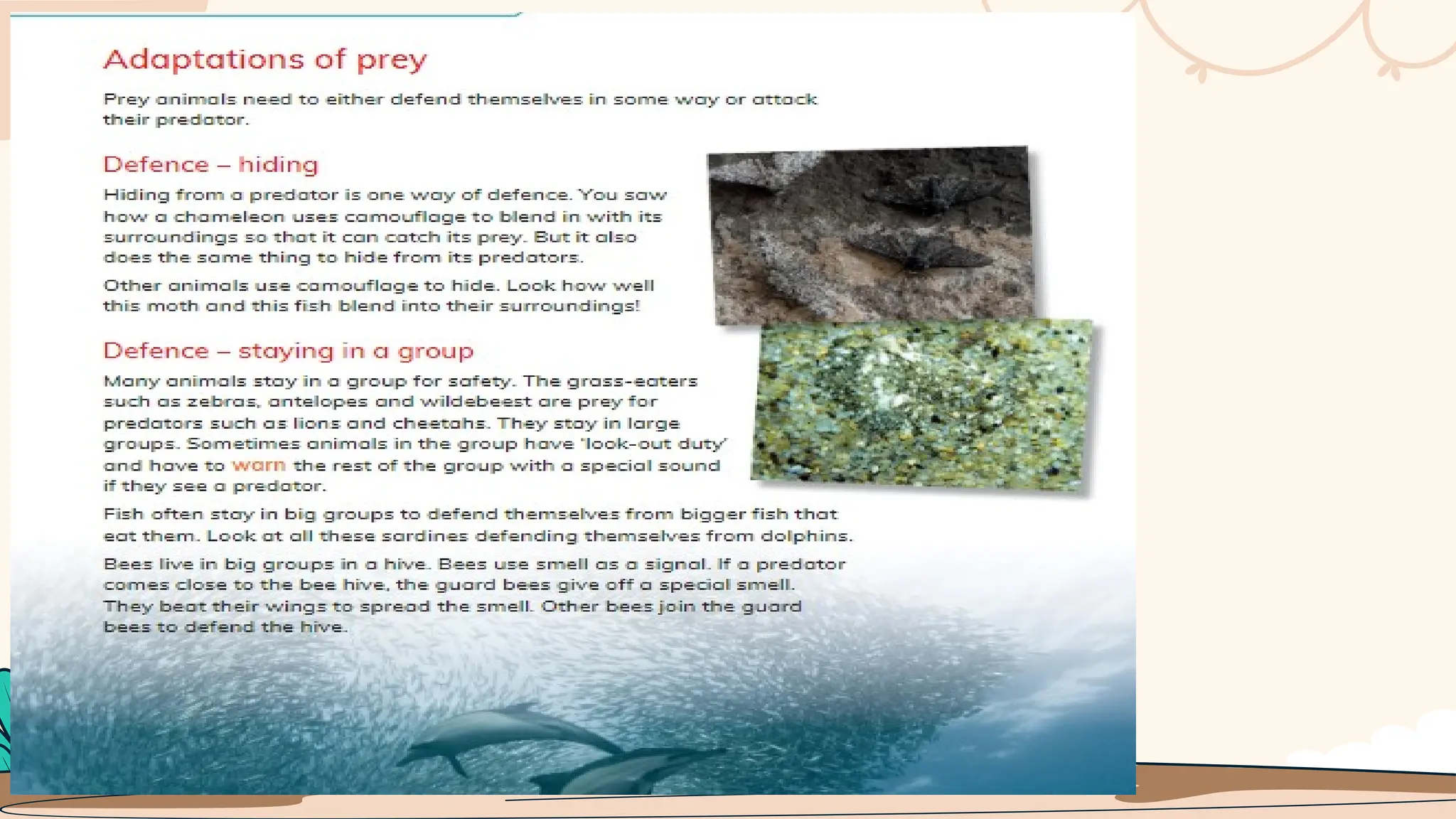6.4 Adaptations of predators and prey.pptx