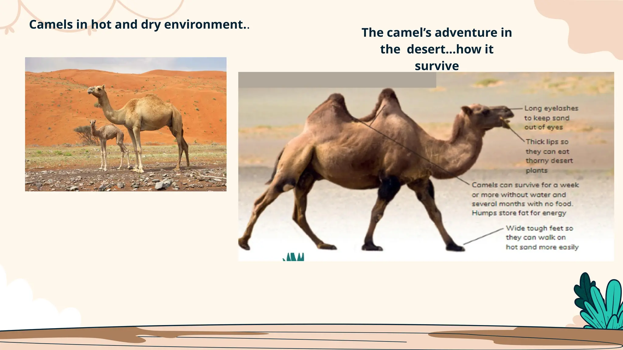 6.4 Adaptations of predators and prey.pptx