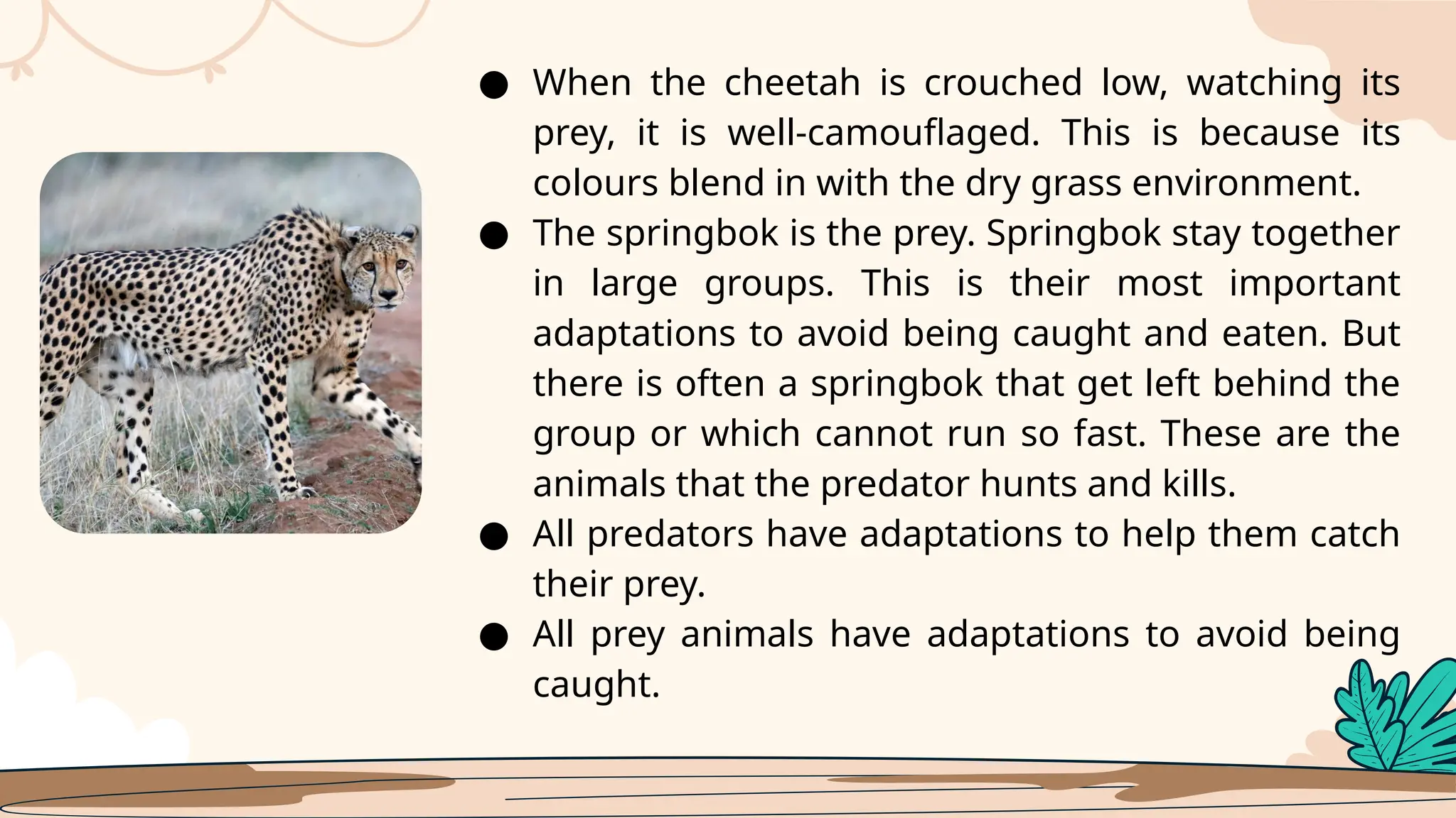 6.4 Adaptations of predators and prey.pptx