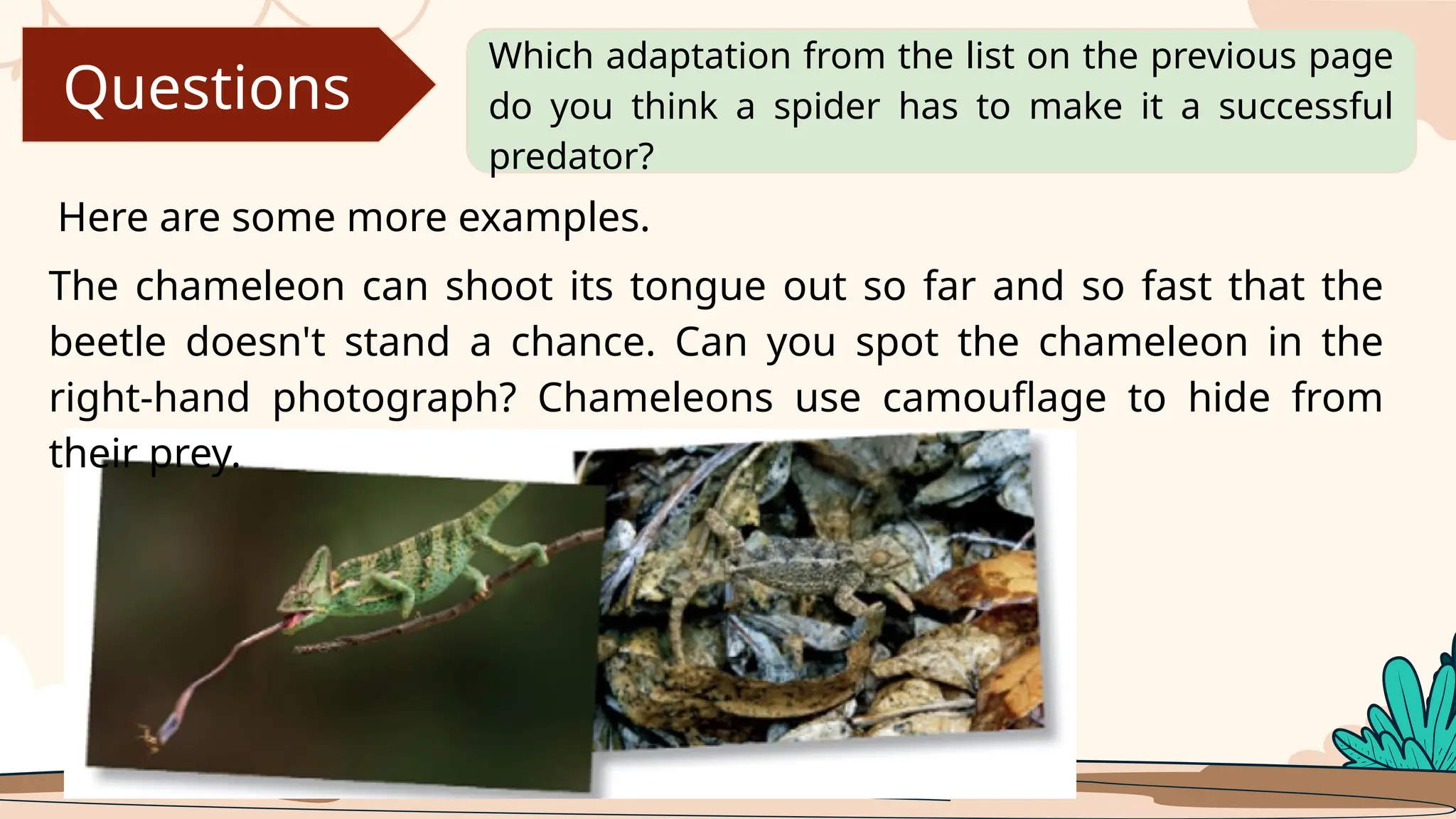 6.4 Adaptations of predators and prey.pptx