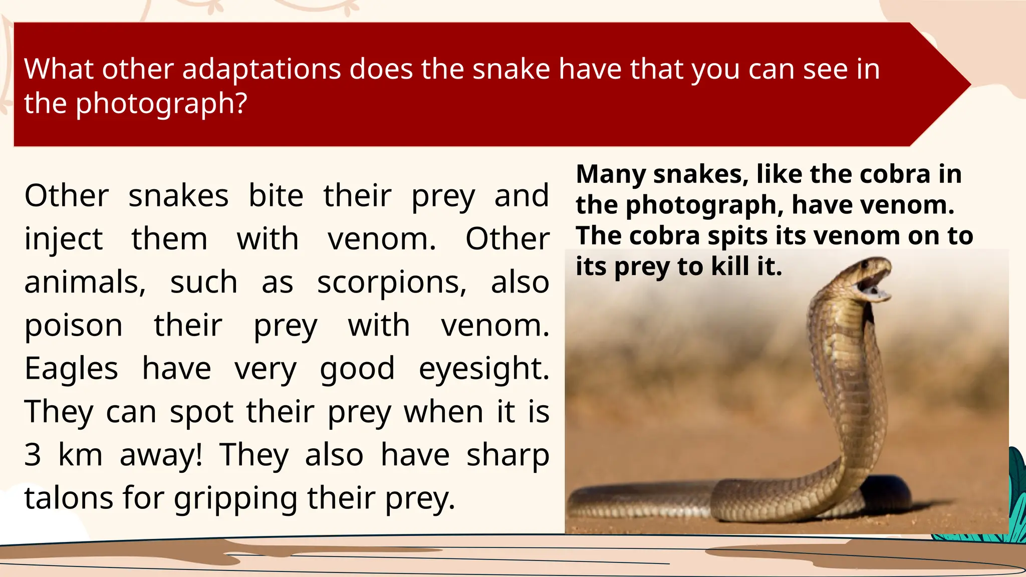 6.4 Adaptations of predators and prey.pptx