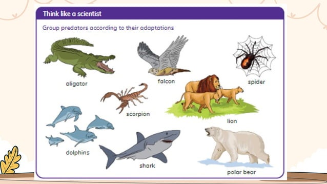 6.4 Adaptations of predators and prey.pptx | Hunting and Shooting | Sports