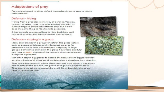 6.4 Adaptations of predators and prey.pptx | Hunting and Shooting | Sports