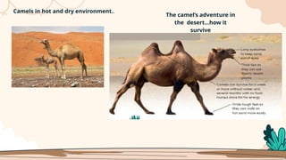 6.4 Adaptations of predators and prey.pptx