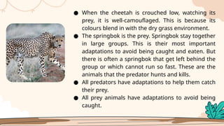 6.4 Adaptations of predators and prey.pptx