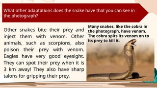 6.4 Adaptations of predators and prey.pptx