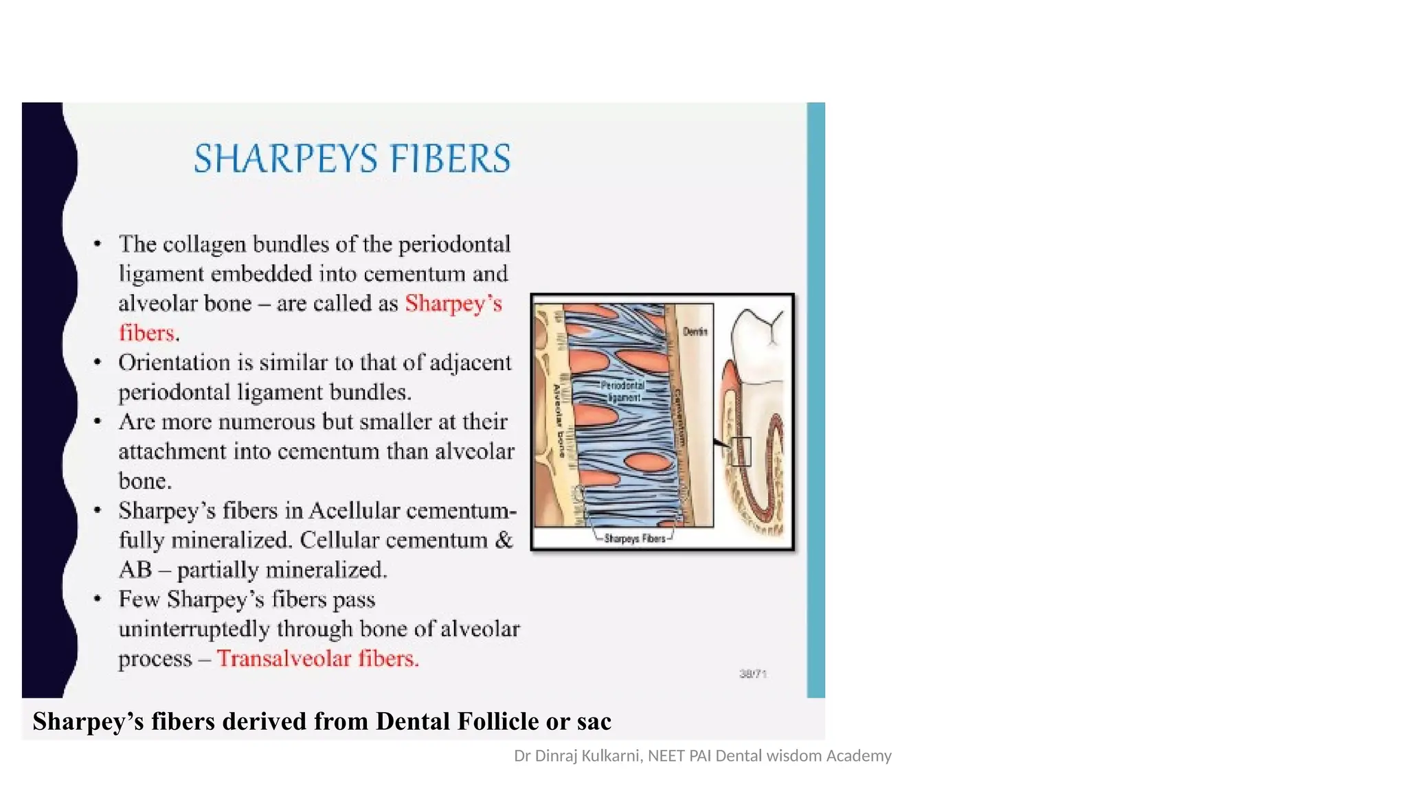 periodontal ligament histology and anatomy | PPTX