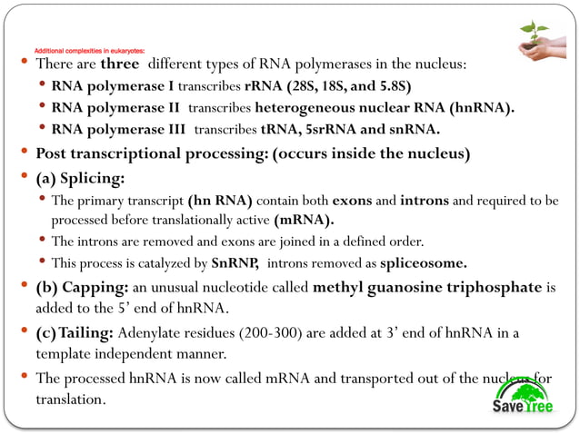 Class 12 Molecular Basis of Inheritance.pptx