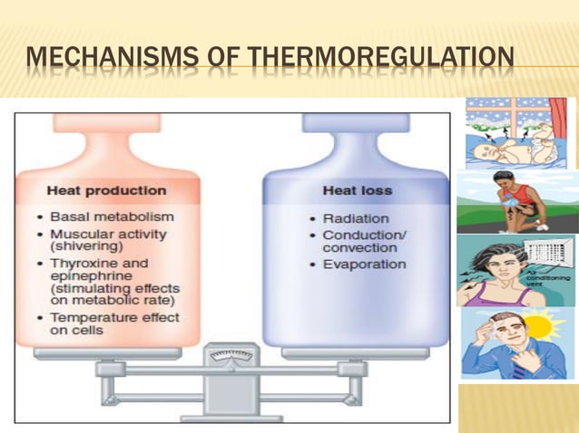 VITAL SIGNS, Temperature, Pulse, Respiration, Blood pressure (B/P) | PDF