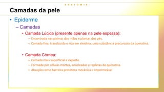 6. Sistema Tegumentar.pdf anatomia sistema tergumentar | PDF