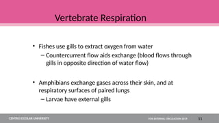 6. Respiratory Sytem .pptx CEU MANILA GENERAL BIOLOGY | PPT