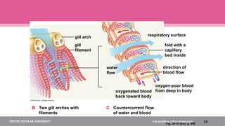 6. Respiratory Sytem .pptx CEU MANILA GENERAL BIOLOGY | PPT