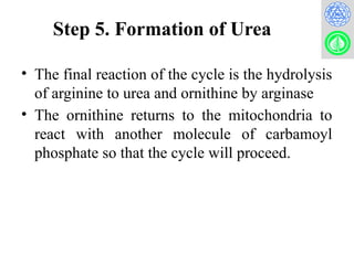 Nitrogen metabolism and the urea cycle for MBBS, BDS, Lab. Med..pptx