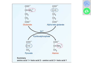 Nitrogen metabolism and the urea cycle for MBBS, BDS, Lab. Med..pptx
