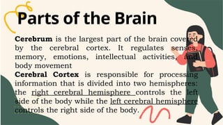 6.1-Brain-Parts-Process-and-Functions (1).pptx