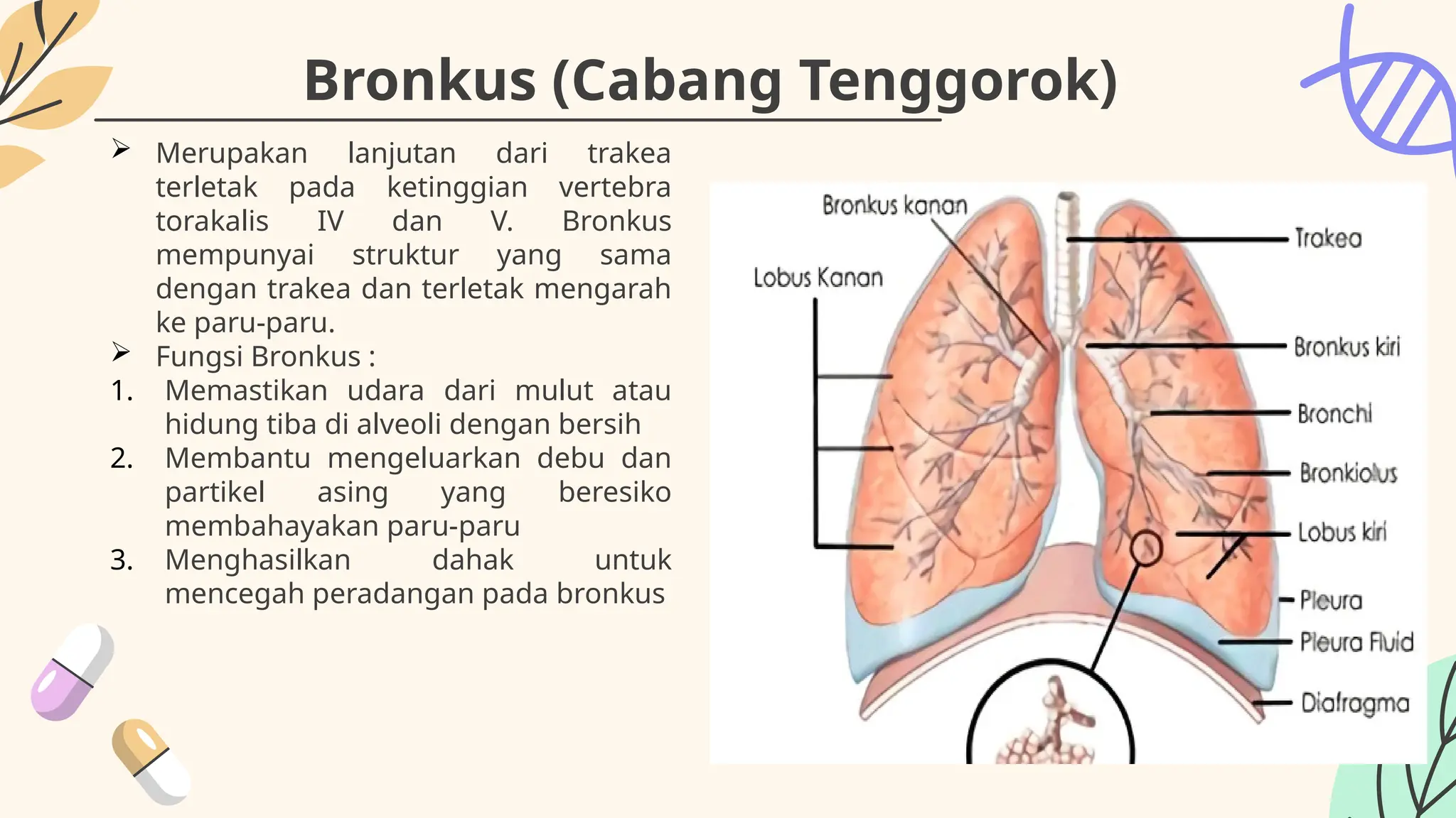 6. ANATOMI FISIOLOGI PERNAPASAN dasar manusia | PPTX