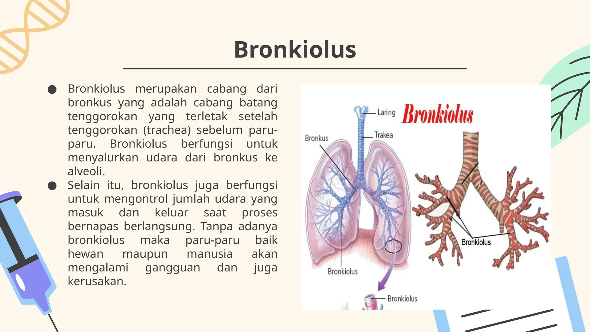 6. ANATOMI FISIOLOGI PERNAPASAN dasar manusia | PPTX
