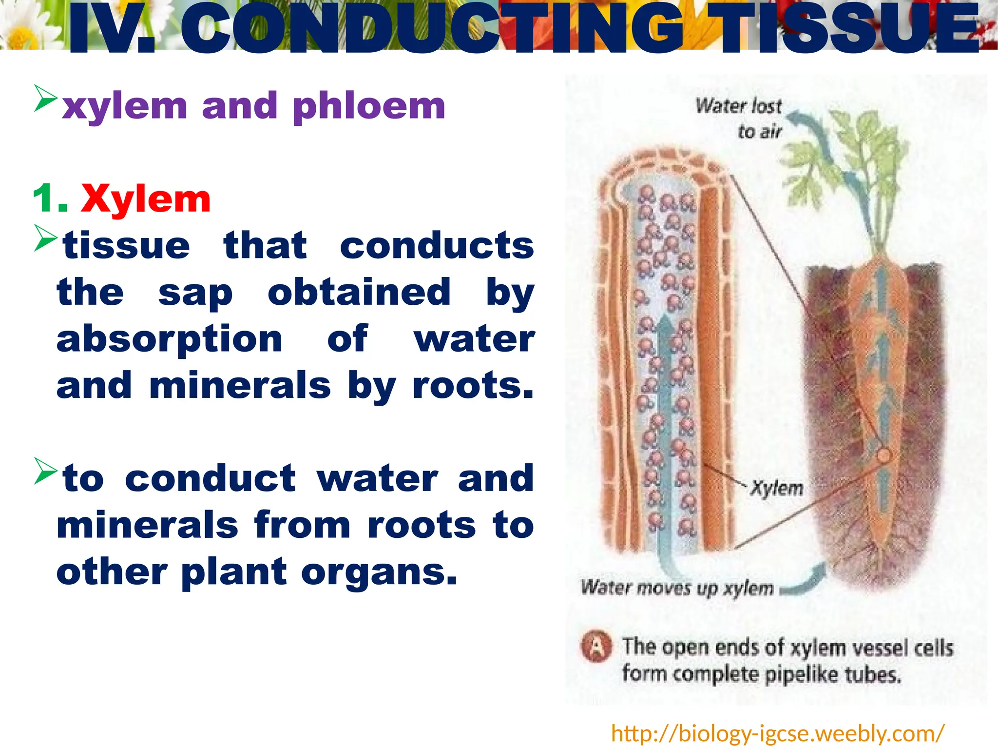 Math, Science and Technology - PLANT TISSUE T.pptx