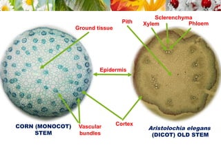 Math, Science and Technology - PLANT TISSUE T.pptx
