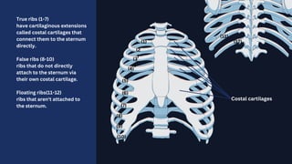 Skeletal System: Bones and Joints _ 6.10 (Axial Skeleton).pdf