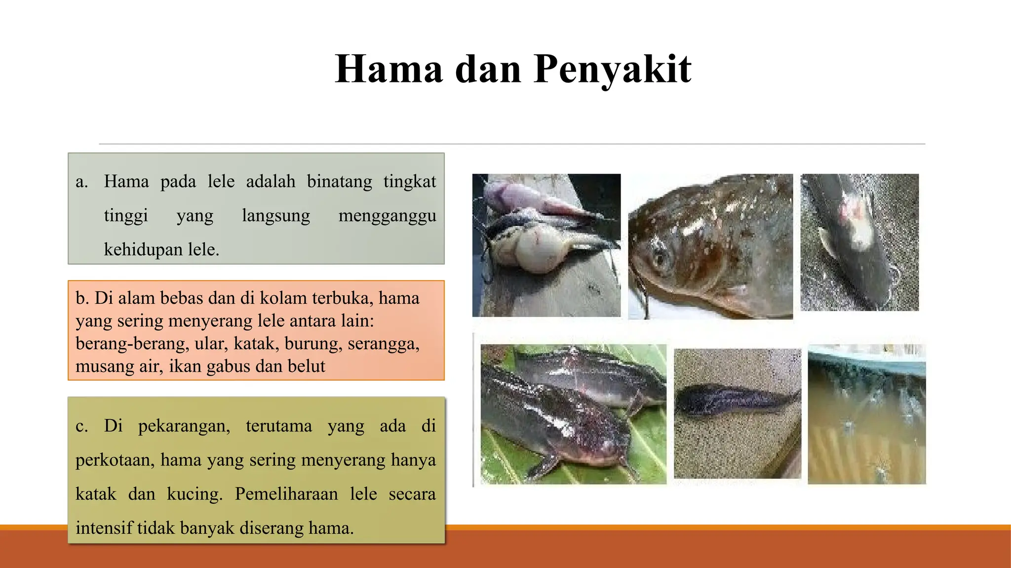 HAMA DAN PENYAKIT YANG MENYERANG BUDIDAYA LELE | PPT