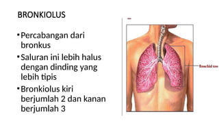6. SISTEM PERNAFASAN anatomi dan fisiologi.pptx