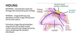 6. SISTEM PERNAFASAN anatomi dan fisiologi.pptx