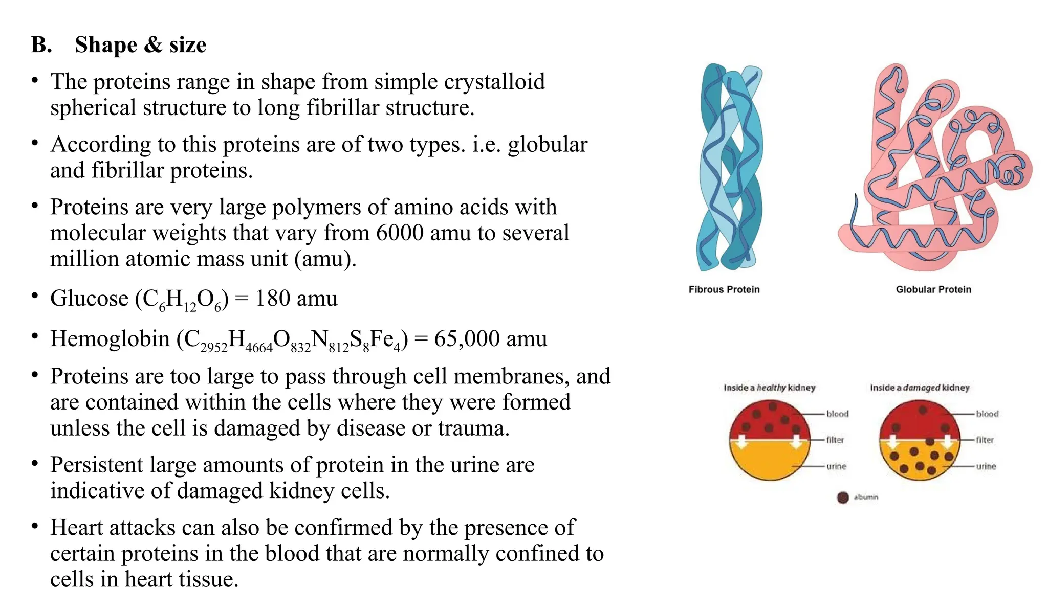 Proteins, Amino acids and their functions | PPTX
