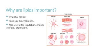 6. Lipids-2.ppt cape biology 2025 document | PPTX