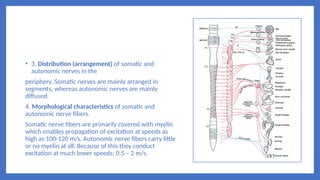 6. PHYSIOLOGY OF AUTONOMIC (VEGETATIVE) NERVOUS SYSTEM.pptx