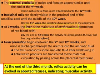 6. Fetal Period(9th ----38th weeks}.pptx