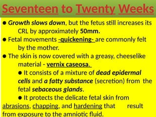 6. Fetal Period(9th ----38th weeks}.pptx