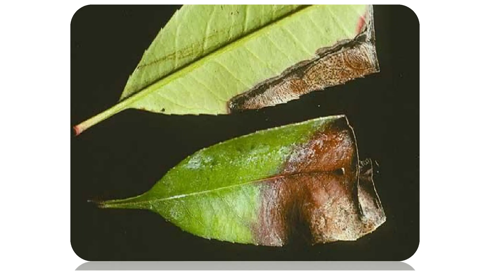 Insects of sapota in horticultural crops | PPTX