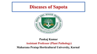 Insects of sapota in horticultural crops | PPTX