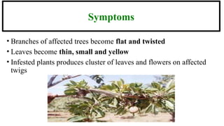 Insects of sapota in horticultural crops | PPTX
