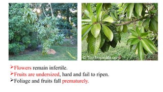 Insects of sapota in horticultural crops | PPTX