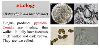 Insects of sapota in horticultural crops | PPTX