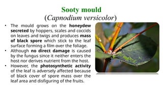 Insects of sapota in horticultural crops | PPTX