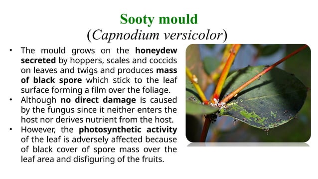 Insects of sapota in horticultural crops | PPTX