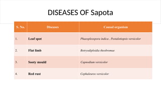 Insects of sapota in horticultural crops | PPT