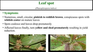 Insects of sapota in horticultural crops | PPT