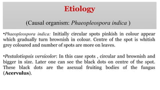 Insects of sapota in horticultural crops | PPTX