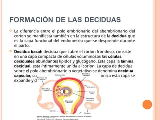 6. MEMBRANA FETAL PLACENTA. liquido amniotico, pptx | PPTX